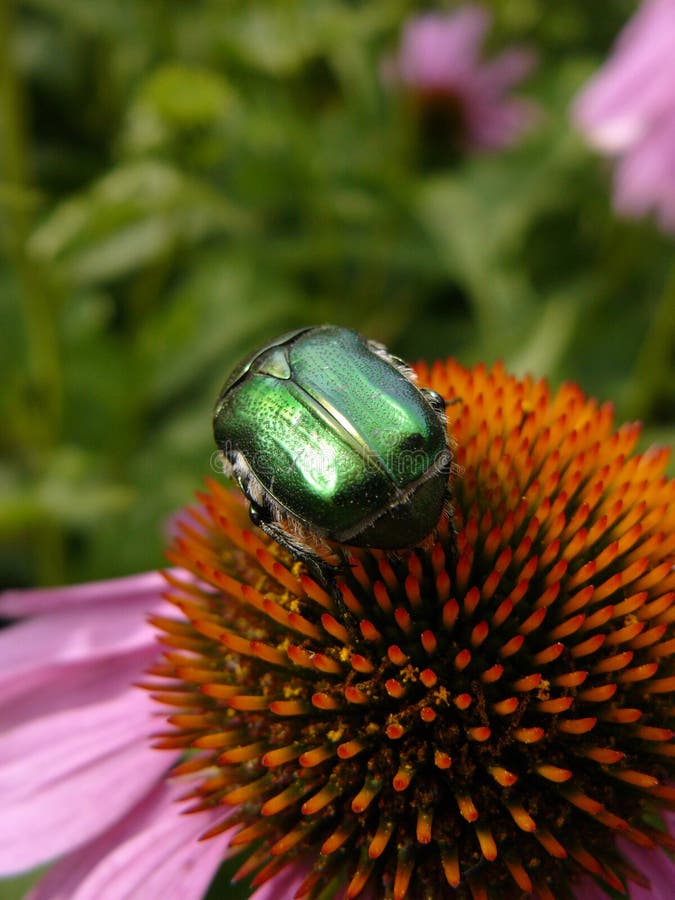 Green Bug Picture. Image: 6260996