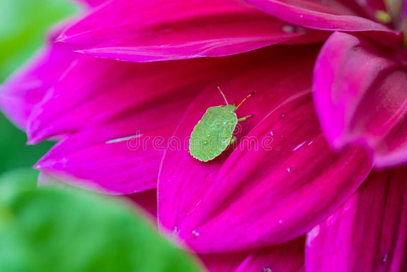 Green Bug on a Beautiful Pink Flower Stock Photo - Image of flower ...