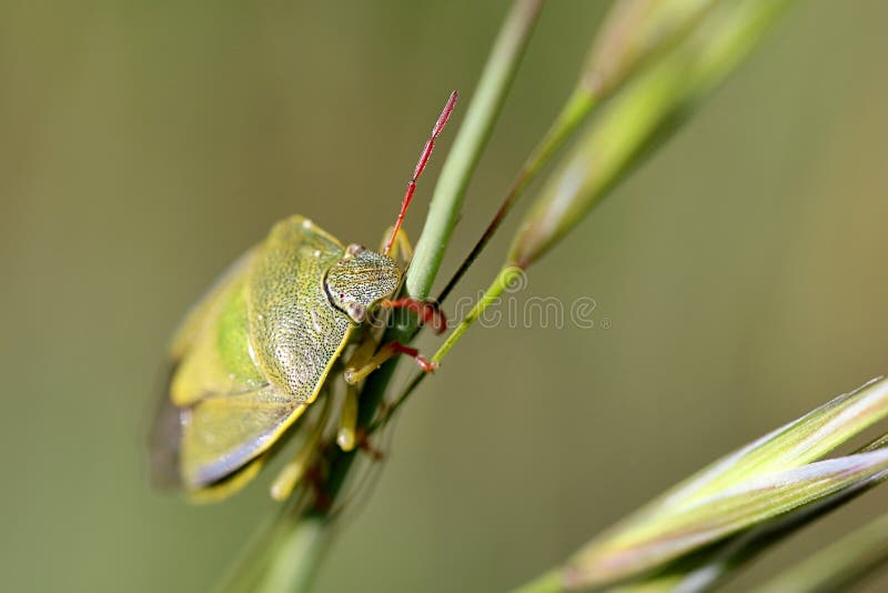 Green Bug on a Blade stock image. Image of macro, grass - 58395325 Green Bug on a Blade stock image. Image of macro, grass - 58395325