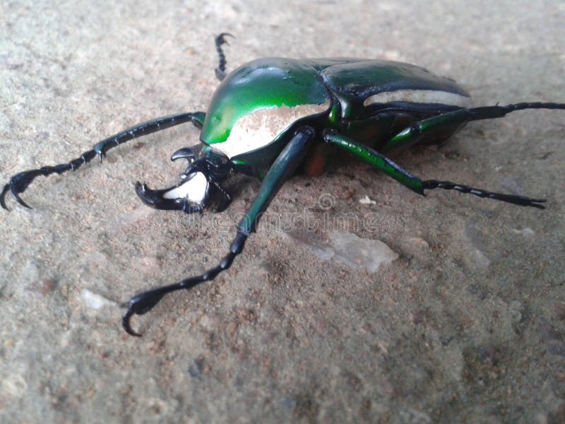 Green bug stock photo. Image of arthropod, insect, scarabs - 48963898