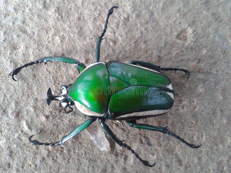 Green bug stock image. Image of bright, white, insect - 48963939