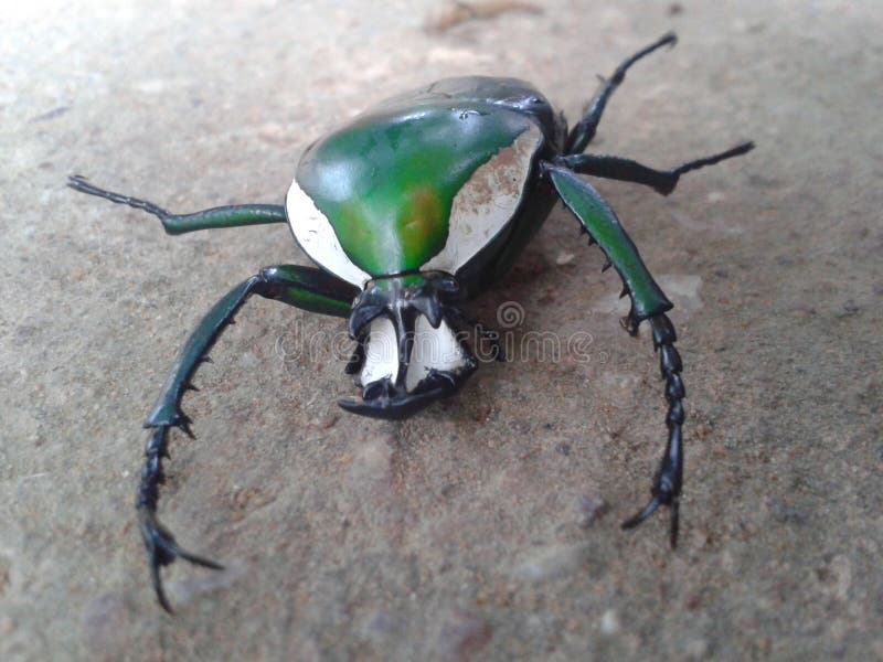 Green bug stock image. Image of invertebrate, araneus - 48963943