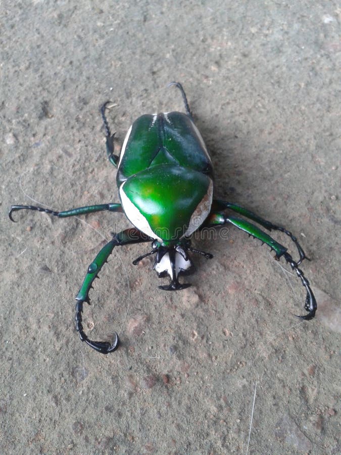 Green bug stock image. Image of invertebrate, green, scarabs - 48964033