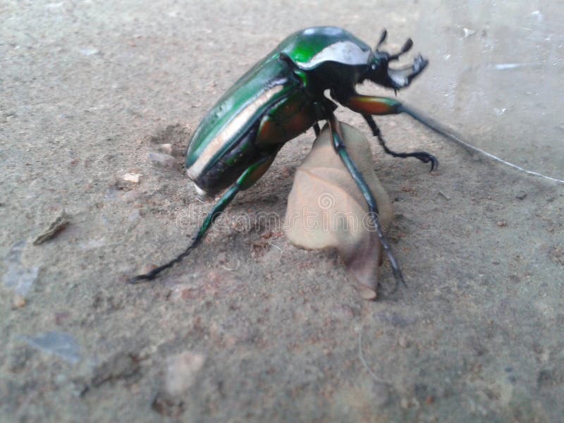 Green bug stock image. Image of beetle, organism, pest - 48964049