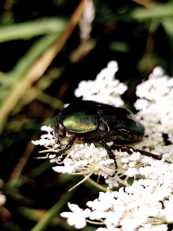 Bugb Stock Photos - Free & Royalty-Free Stock Photos from Dreamstime