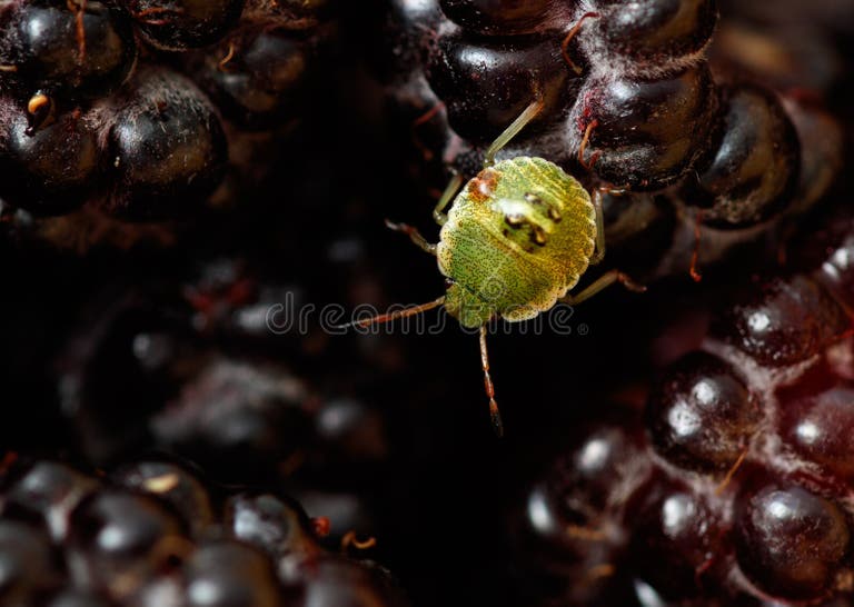 A Green Bug is on a Bunch of Black Berries Stock Photo - Image of plant ...