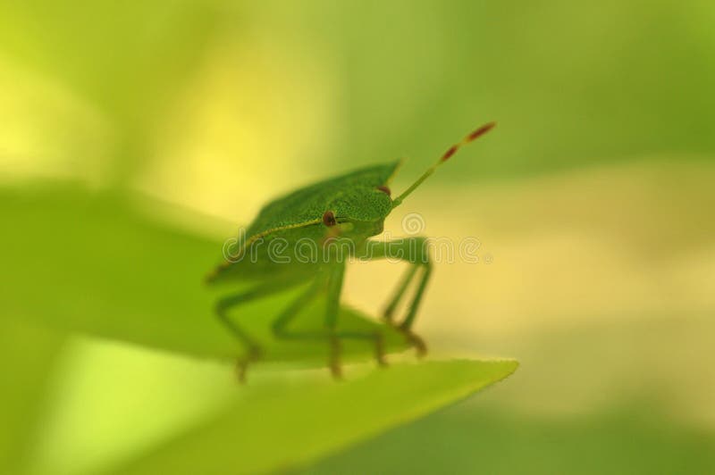 Green Bug Close-up on a Leaf Stock Image - Image of palomena ...