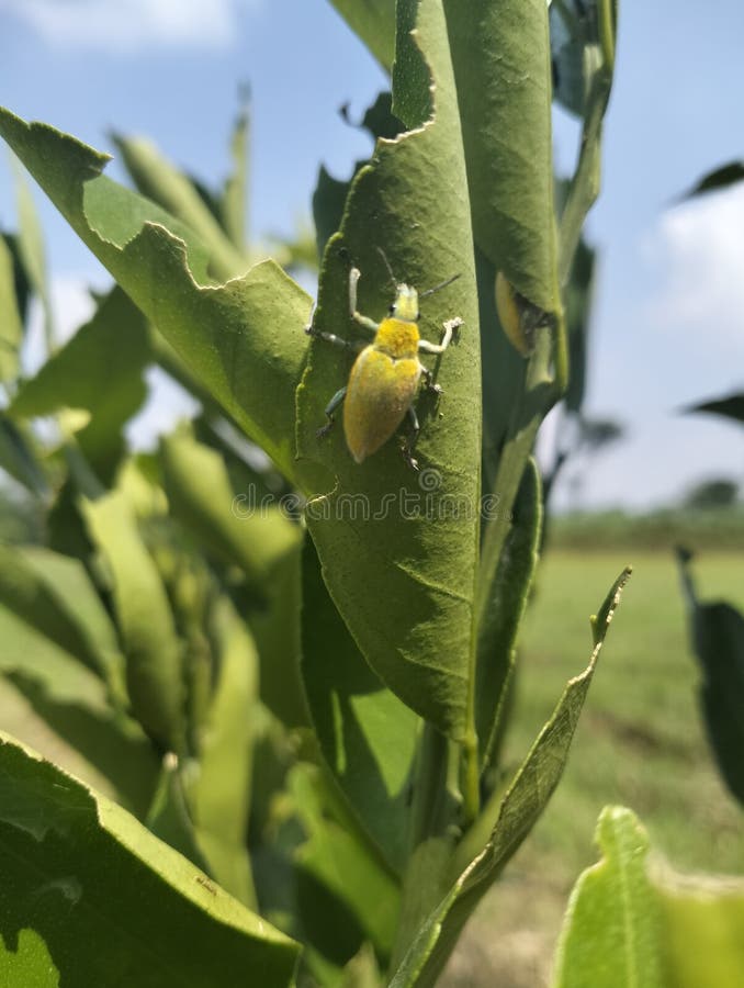Green Bug Insect Eat Orange Leaf Nursery Stock Image - Image of insect ...