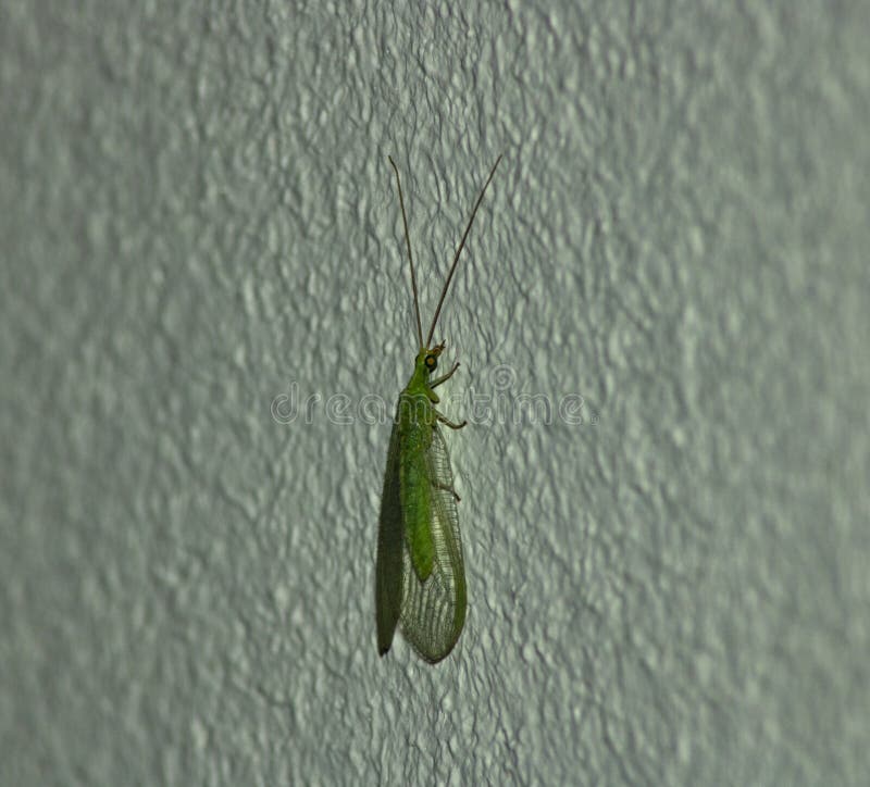 Green bug stock image. Image of macro, detail, wild - 157003251