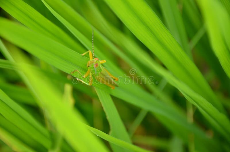 The Green Bug Insect Hold on Paddy Plant in the Field Meadows Stock ...