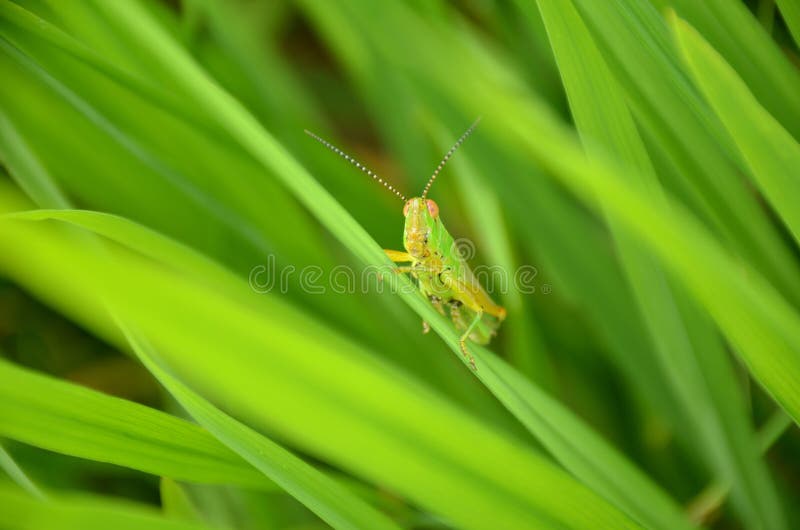 The Green Bug Insect Hold on Paddy Plant in the Field Meadows Stock ...