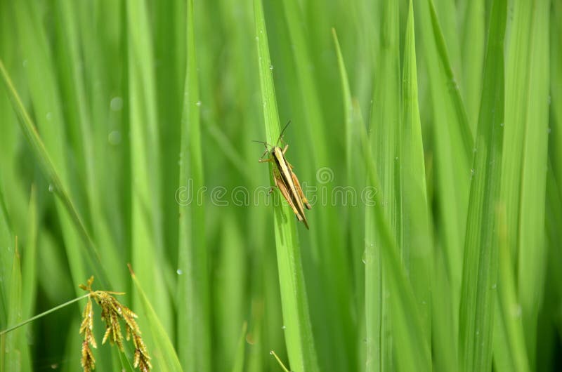 Paddy plant stock photo. Image of paddy, plant, little - 111237750