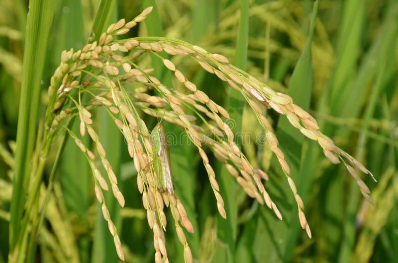 The Green Bug Insect Hold on Paddy Plant Grains in the Field Meadows ...