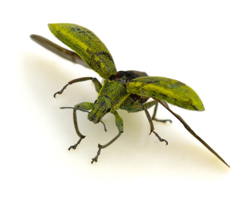 The Green bug is isolated stock photo. Image of wing - 11883026
