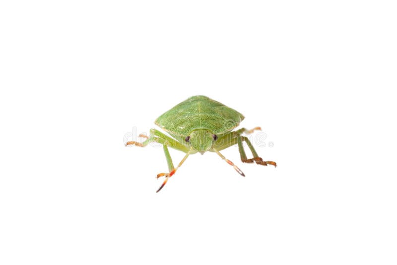 Green bug isolated stock image. Image of background, isolated - 16271509
