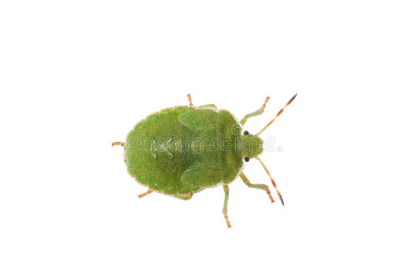 Green bug isolated stock image. Image of animal, people - 16557483