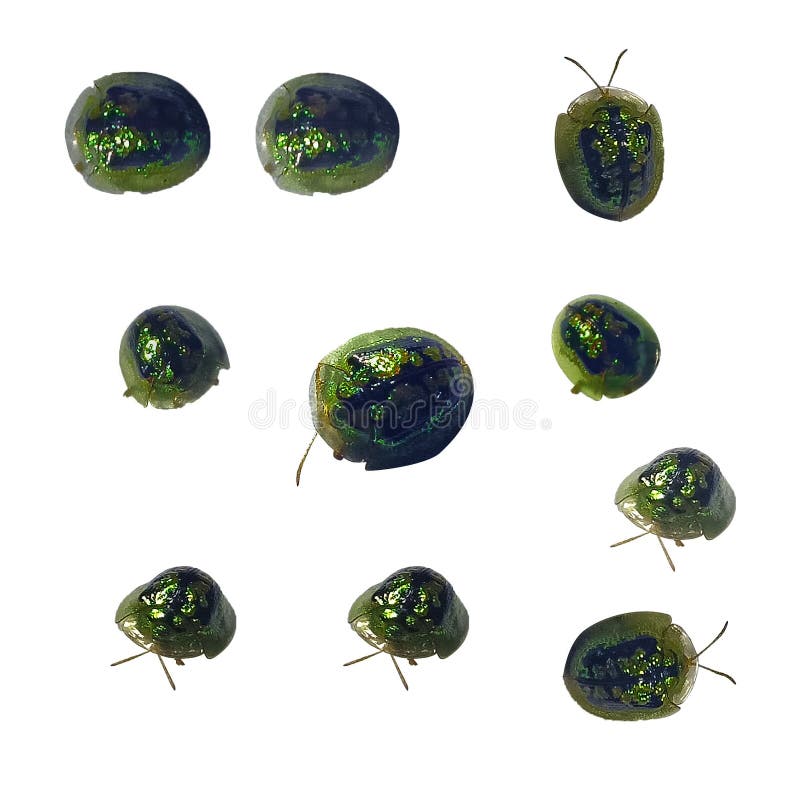 Green Bug Isolated on White Background Stock Photo - Image of color ...