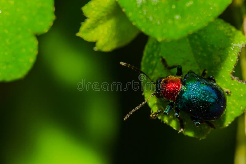 Green bug stock photo. Image of beauty, green, closeup - 32351642