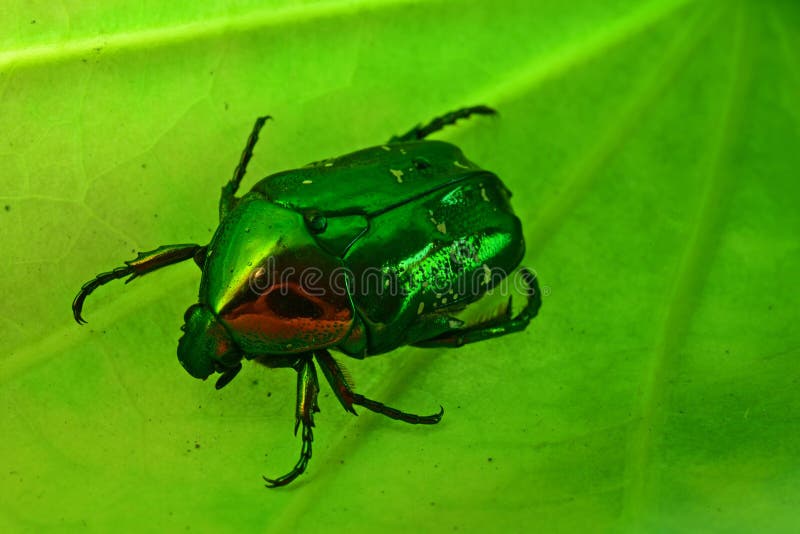 Green Beetle on the leaf stock image. Image of details - 163532539