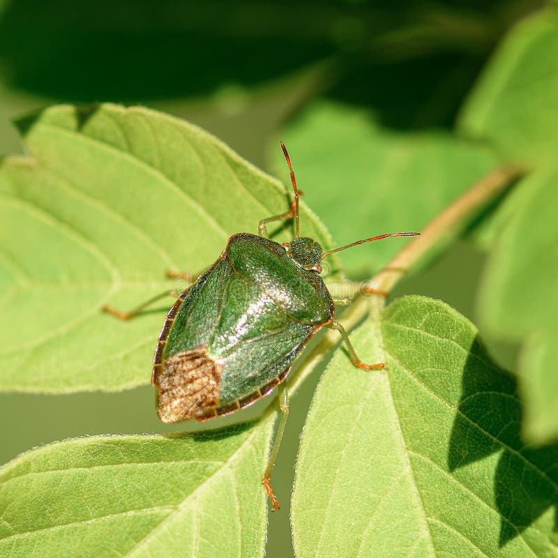 Green bug on a green leaf stock image. Image of leaf - 182441263
