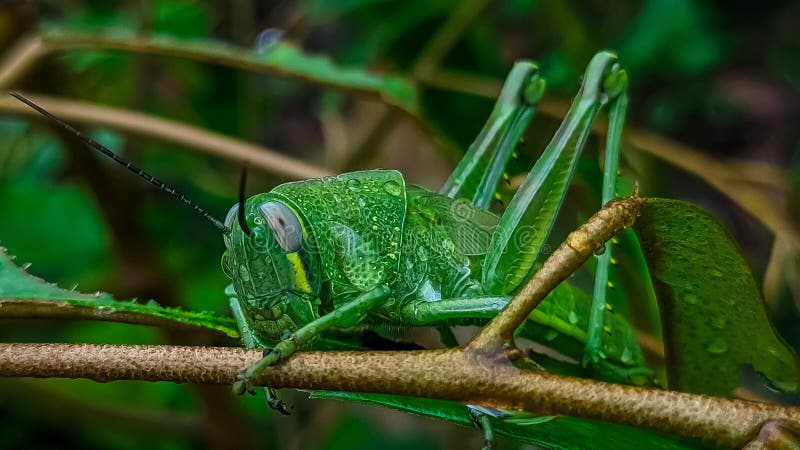 Green Bug stock image. Image of arthropod, damselfly - 263156233