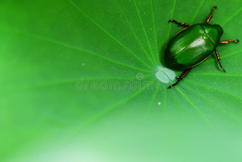 Green Bug on the Lotus Leaf Stock Photo - Image of wildlife, natural ...