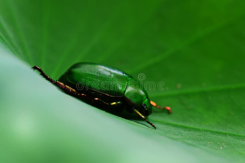 Green Bug on the Lotus Leaf Stock Image - Image of lotus, wildlife ...