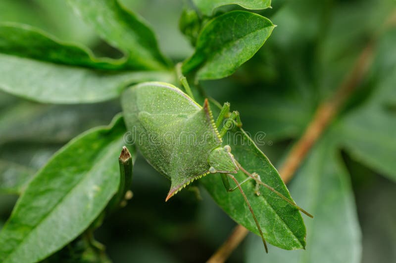 Green Bug (Loxa Deducta) on a Plant Stock Illustration - Illustration ...