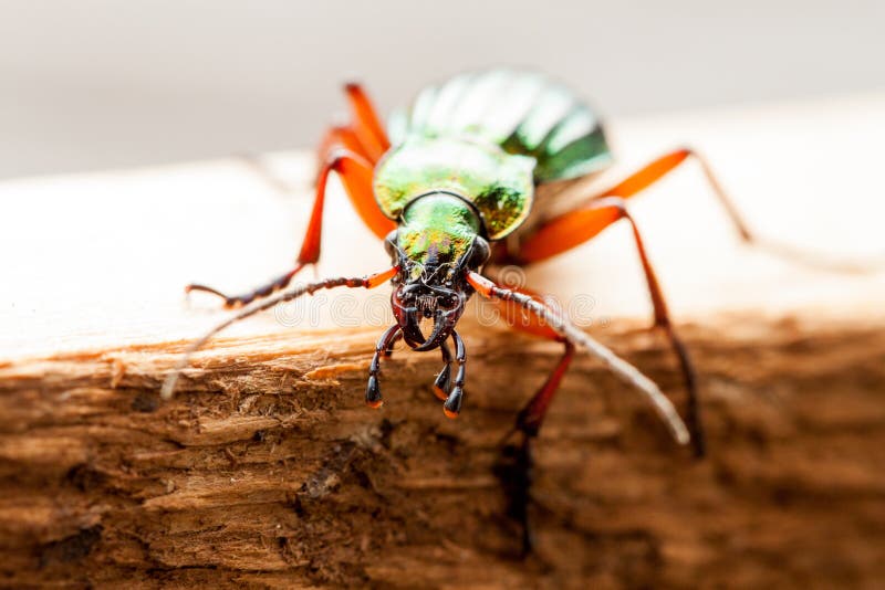 The Green Bug stock photo. Image of green, detail, animal - 40291662