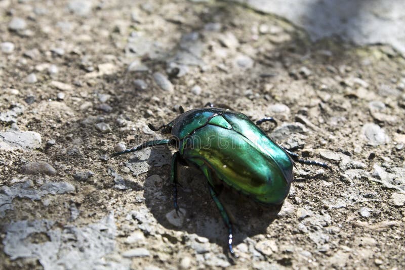 Green bug stock image. Image of nature, green, beauty - 45695229