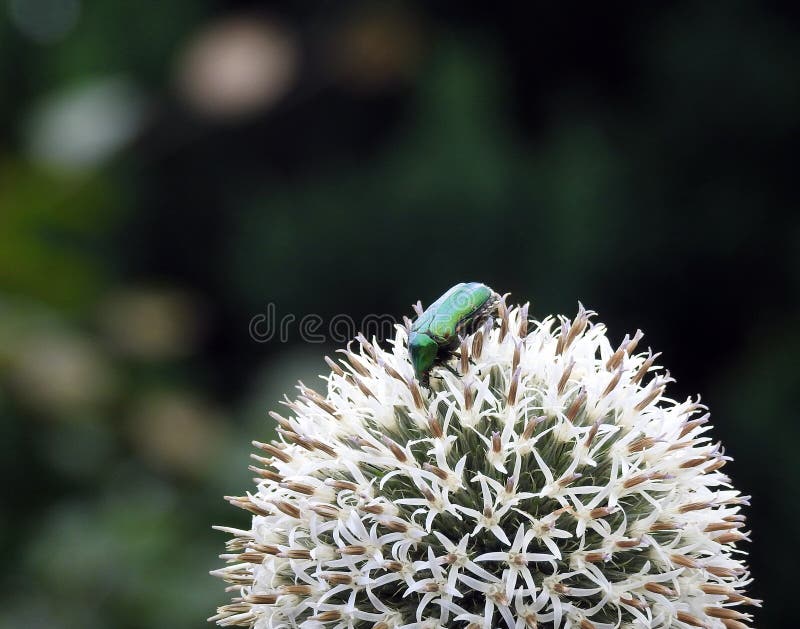 Green Bug on Plant, Lithuania Stock Image - Image of lithuania, pistil ...