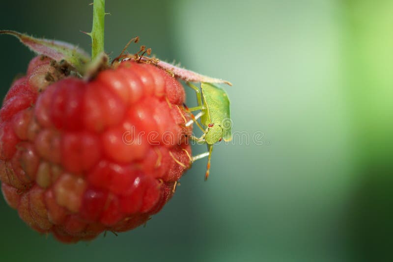 Green Bug on the Raspberries. Stock Image - Image of nature, animals ...