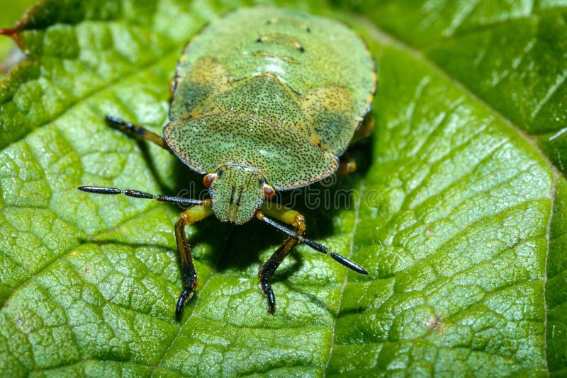 Green bug with red eyes stock photo. Image of annoying - 147712270