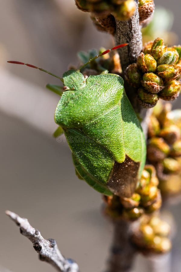 Green Bug Sits on a Branch of a Tree. Macro. Shield is Green Woody ...