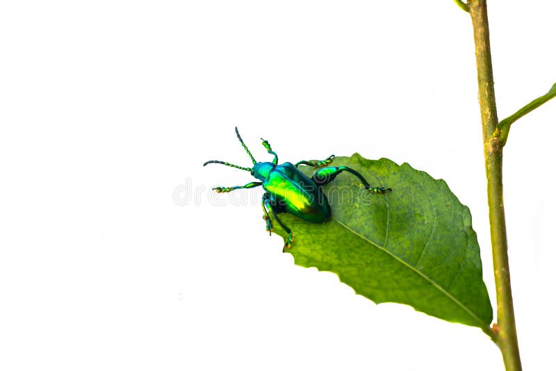 Green bug on tree leave stock photo. Image of meadow - 229905164