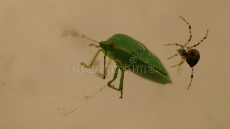 Green bug vs spider fight stock footage. Video of invertebrate - 288307918