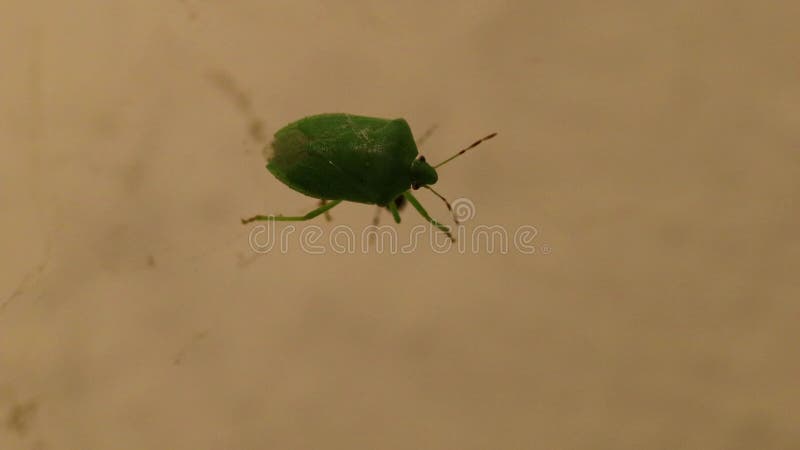 Green bug vs spider fight stock video. Video of white - 292212913