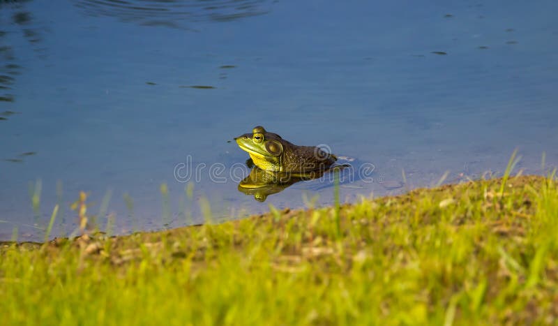 A Green Bullfrog Reflected in a Pond Stock Photo - Image of green ...