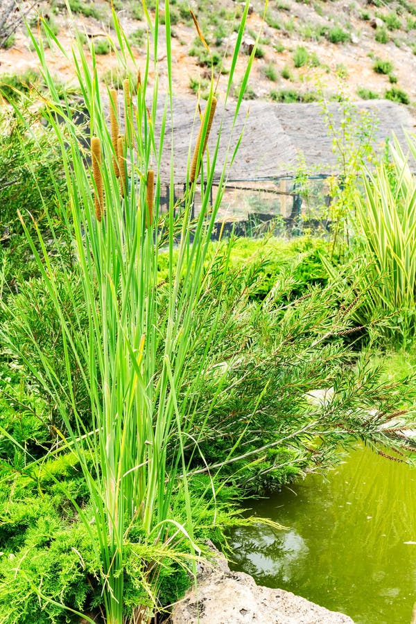 Green Bulrush Growing Near Pond in Springtime Nature Stock Image ...