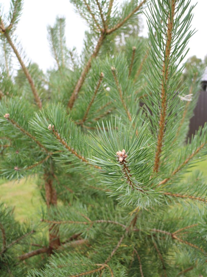 Green bump on a branch stock photo. Image of wood, plant - 101326164