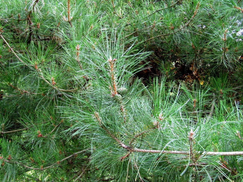 Green Bump on the Cedar Branch Stock Image - Image of natural, fresh ...