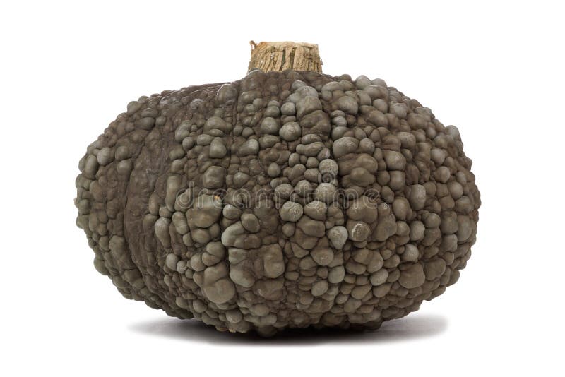 Bumpy Pumpkin stock photo. Image of decorative, autumn - 4226676