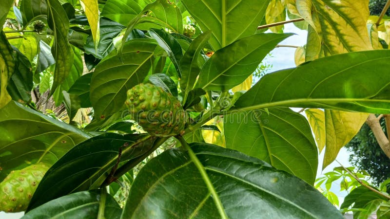 Bumpy Noni Fruit Stock Photos - Free & Royalty-Free Stock Photos from ...