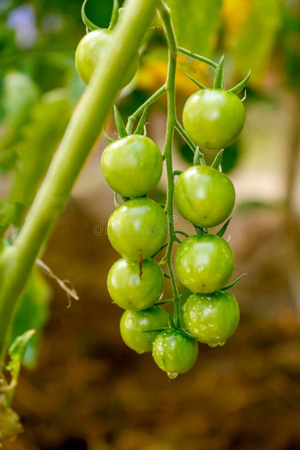 Green Bunch of Cherry Tomatoes on a Bush Stock Image - Image of soil ...
