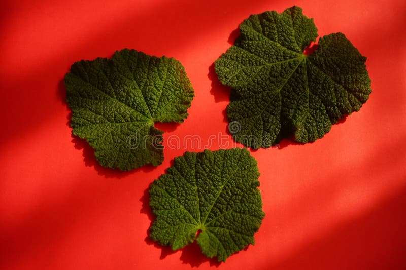 Green Burdock Leaves on the Vivid Red Table Stock Photo - Image of ...