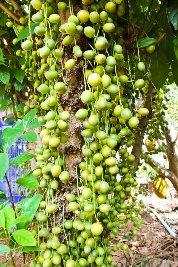 Green Burmese grape stock photo. Image of fruit, food - 26406650