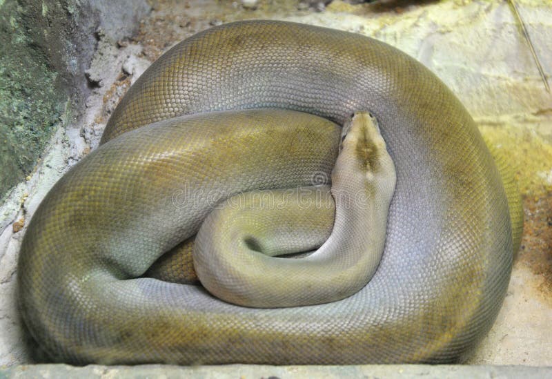 Green burmese python stock photo. Image of golden, green - 53812086