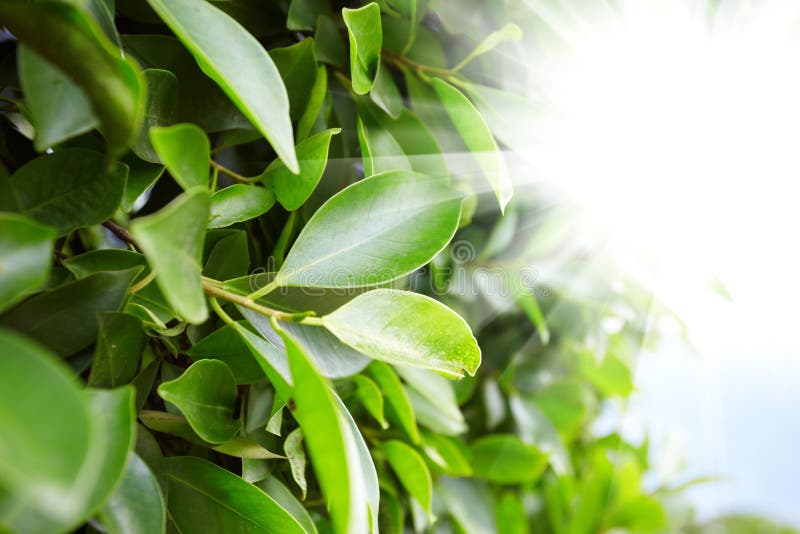 Green bush stock photo. Image of foliage, evergreen, bush - 14039034