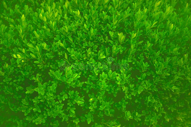 Green bush stock image. Image of fresh, garden, leaves - 25650037