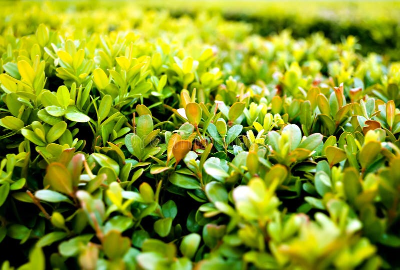 Spherical Boxwood Bushes Close Stock Image - Image of botany, growing ...